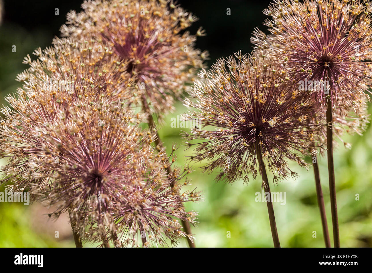 Allium seedheads hi-res stock photography and images - Alamy