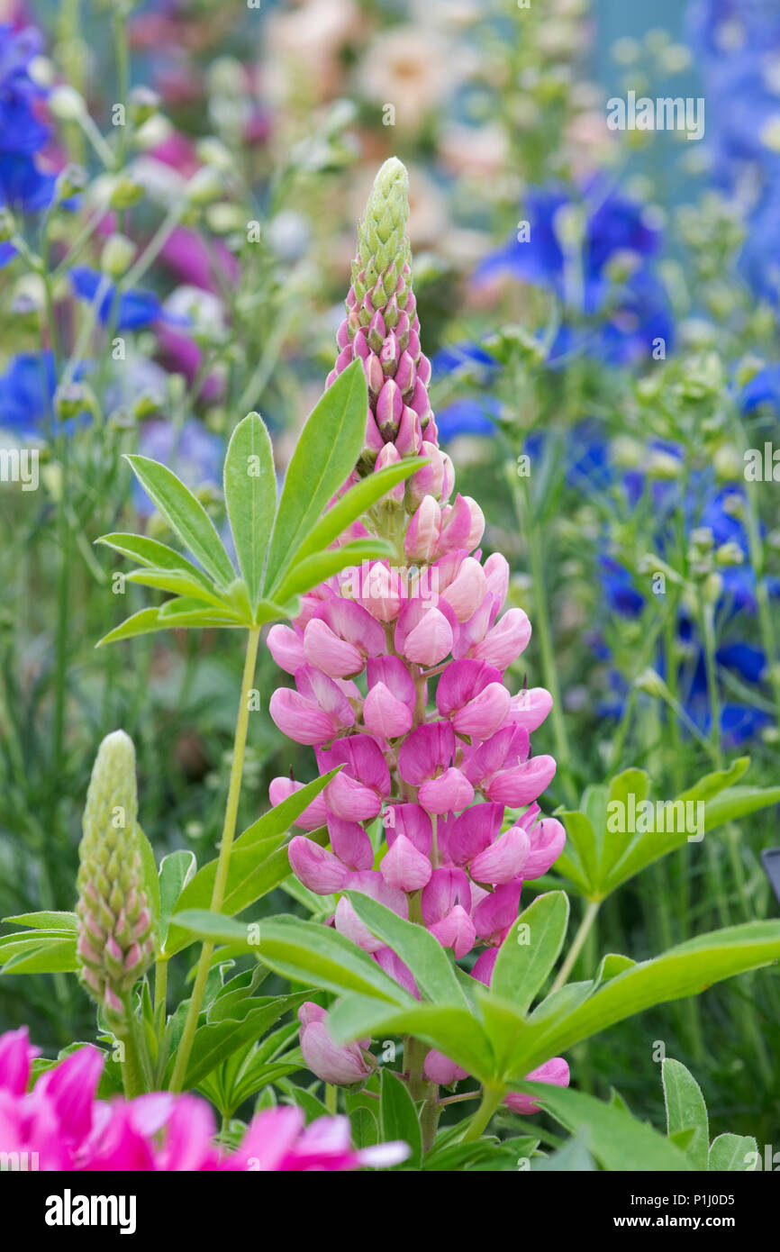 Lupinus. Pink Lupin flower on display at a flower show. UK Stock Photo ...