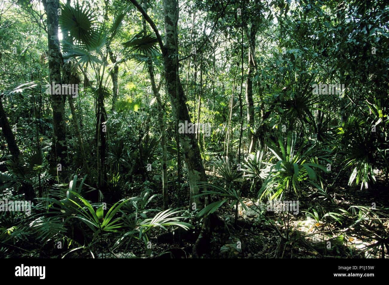 Cerca de mexico hi-res stock photography and images - Alamy