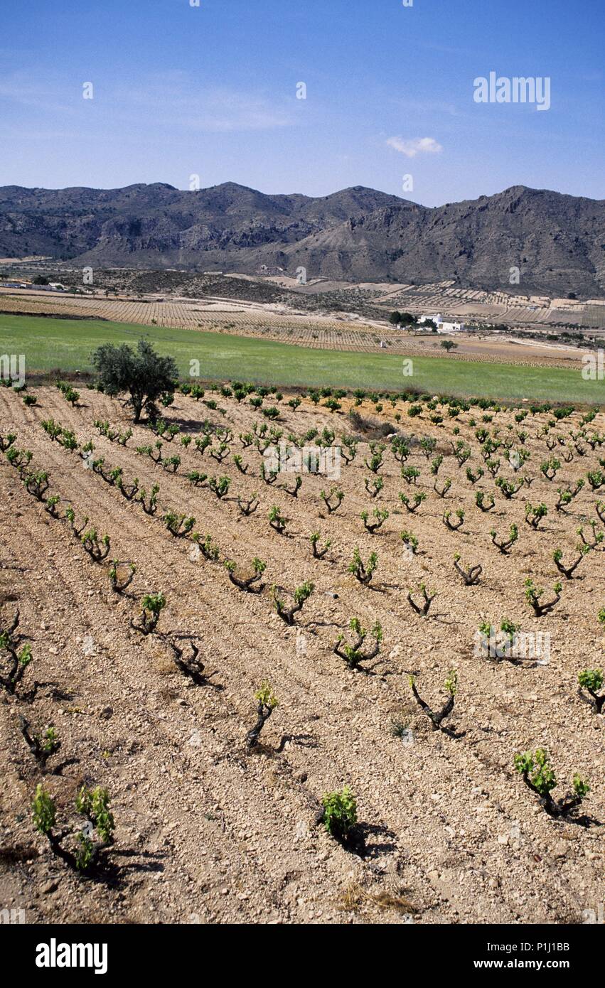 Jumilla vineyard hi-res stock photography and images - Alamy