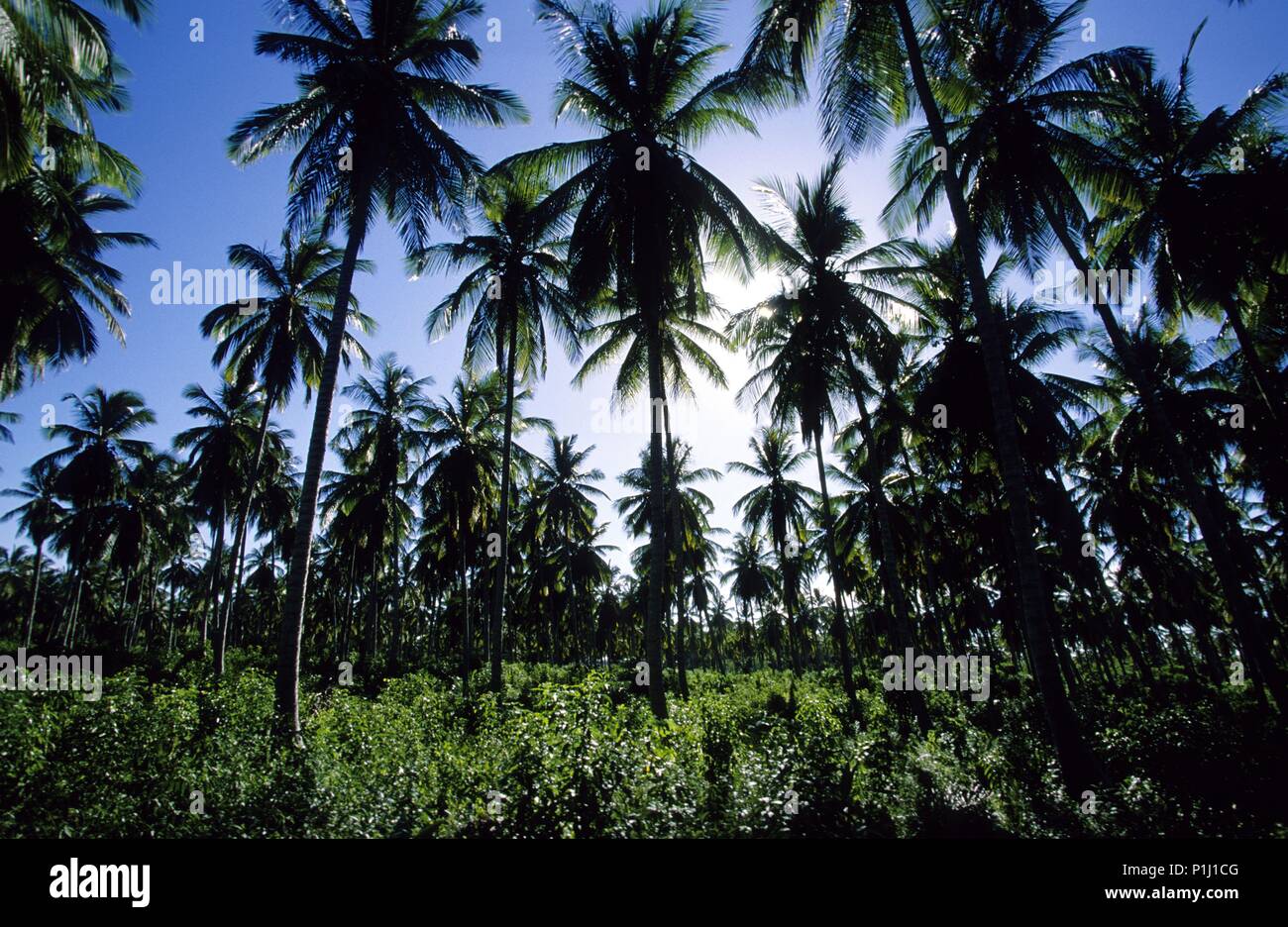 árbol bávaro hi-res stock photography and images - Alamy
