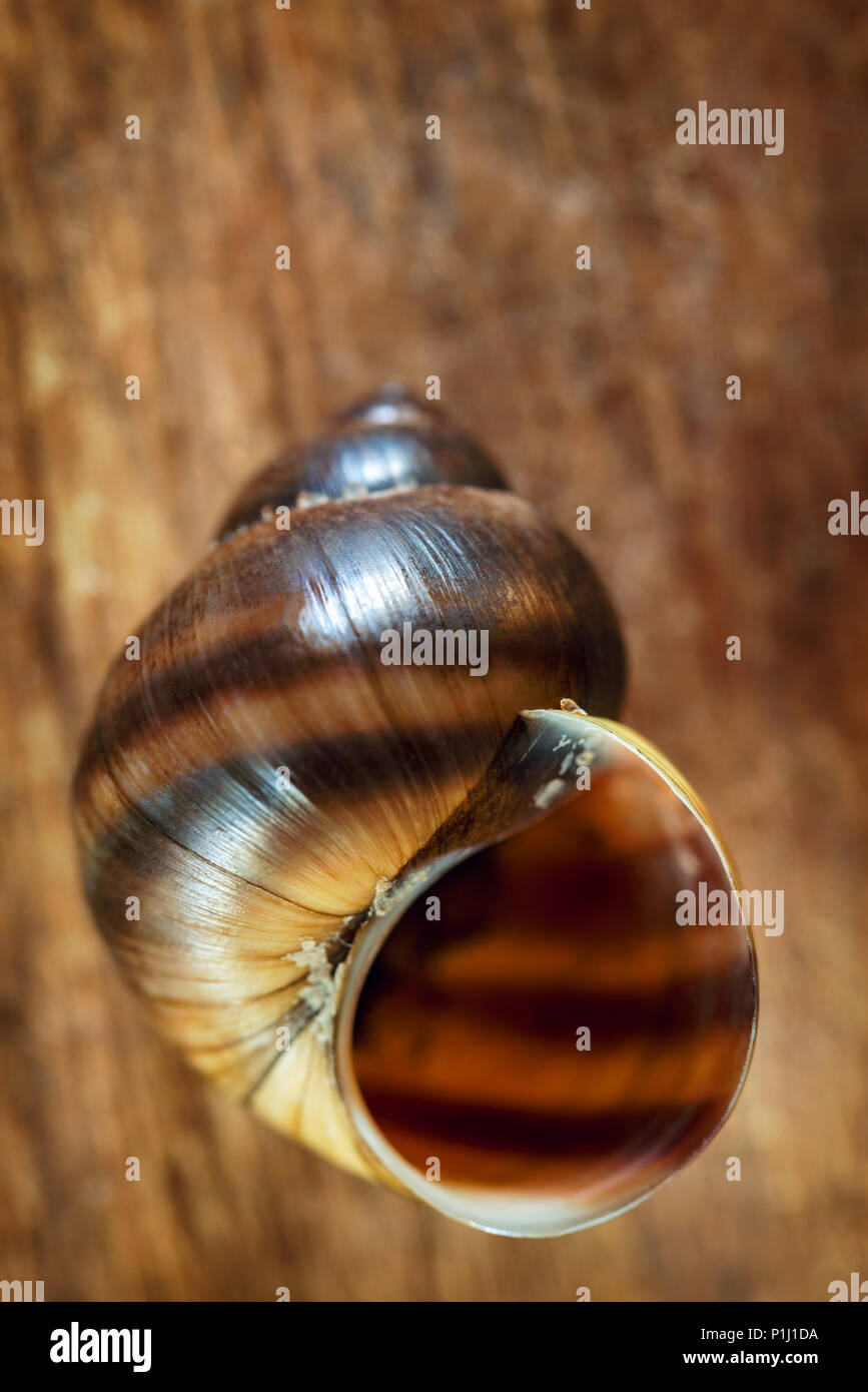 Common periwinkle common winkle edible hi-res stock photography and ...