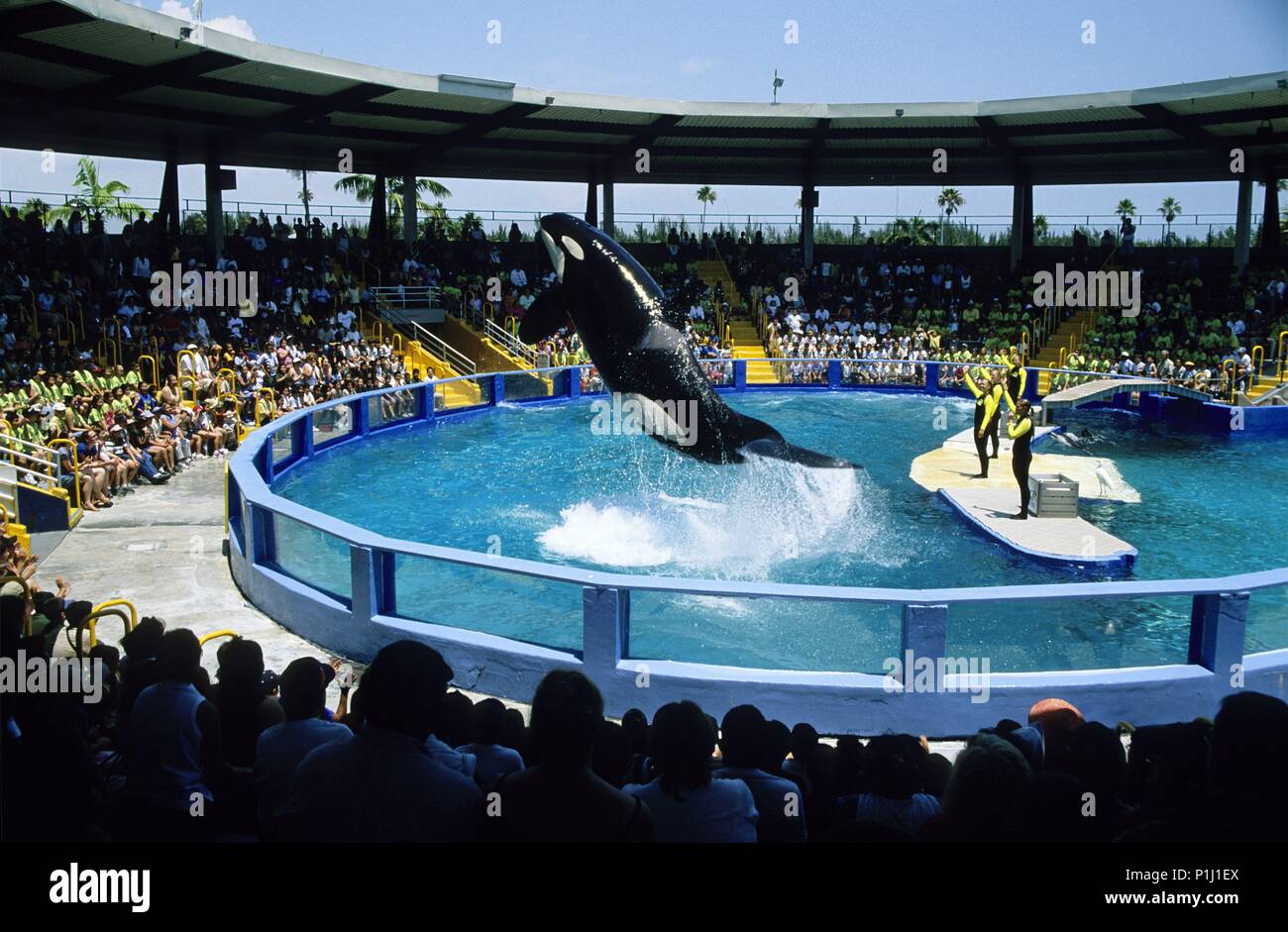 Miami Seaquarium; espectáculo con la orca "Lolita" + delfines Stock ...