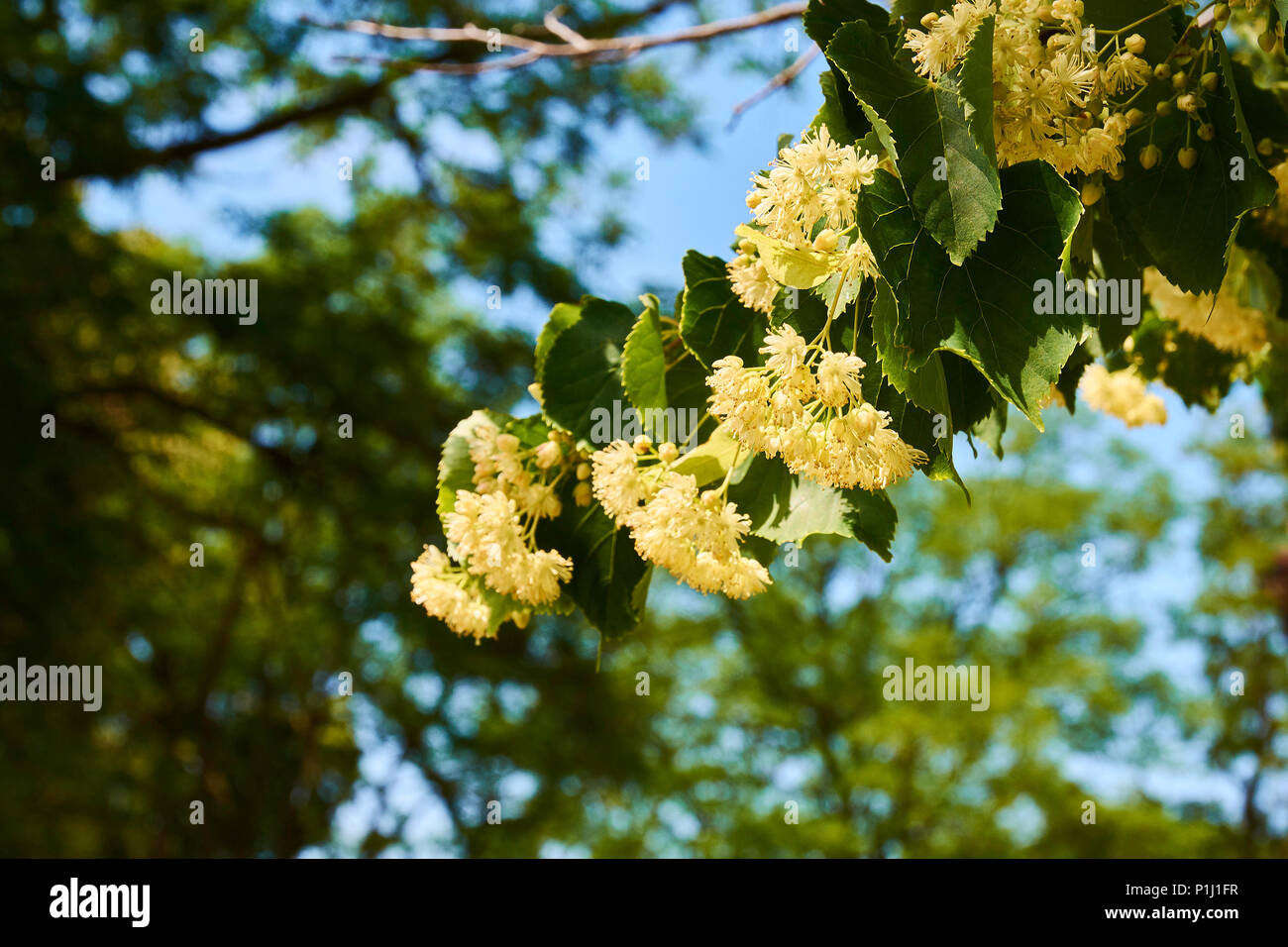 Linden blossoms on a tree in the forest under the blue spring sky Stock ...