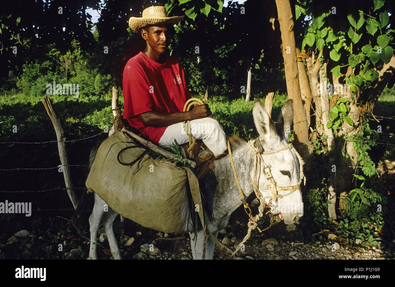 Polo, (Barahona province) cofee farmer on his donkey Stock Photo - Alamy
