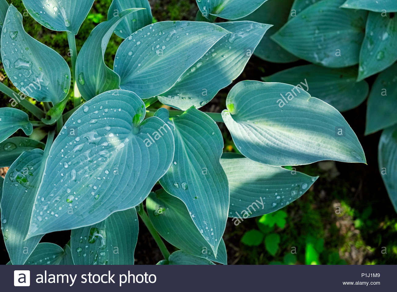 Water Plantain High Resolution Stock Photography and Images - Alamy