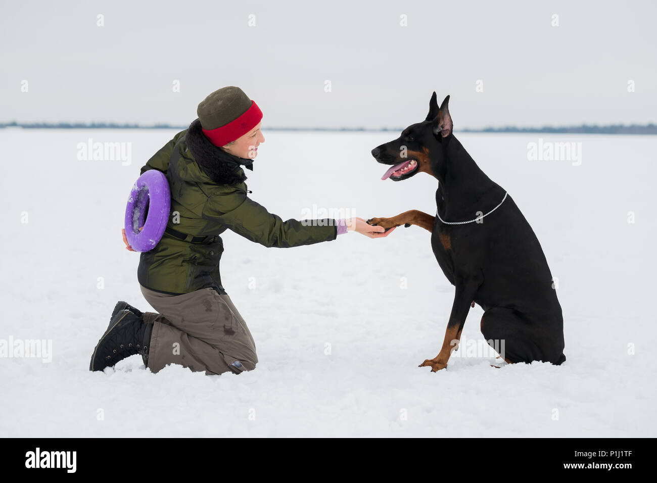 Training and playing with dogs Dobermans on a snowy field Stock Photo ...