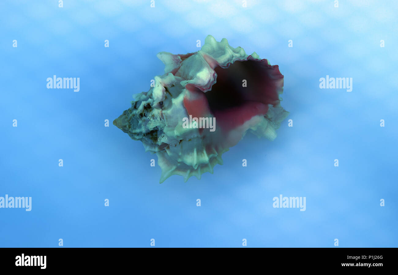 Seashell symmetry hi-res stock photography and images - Alamy