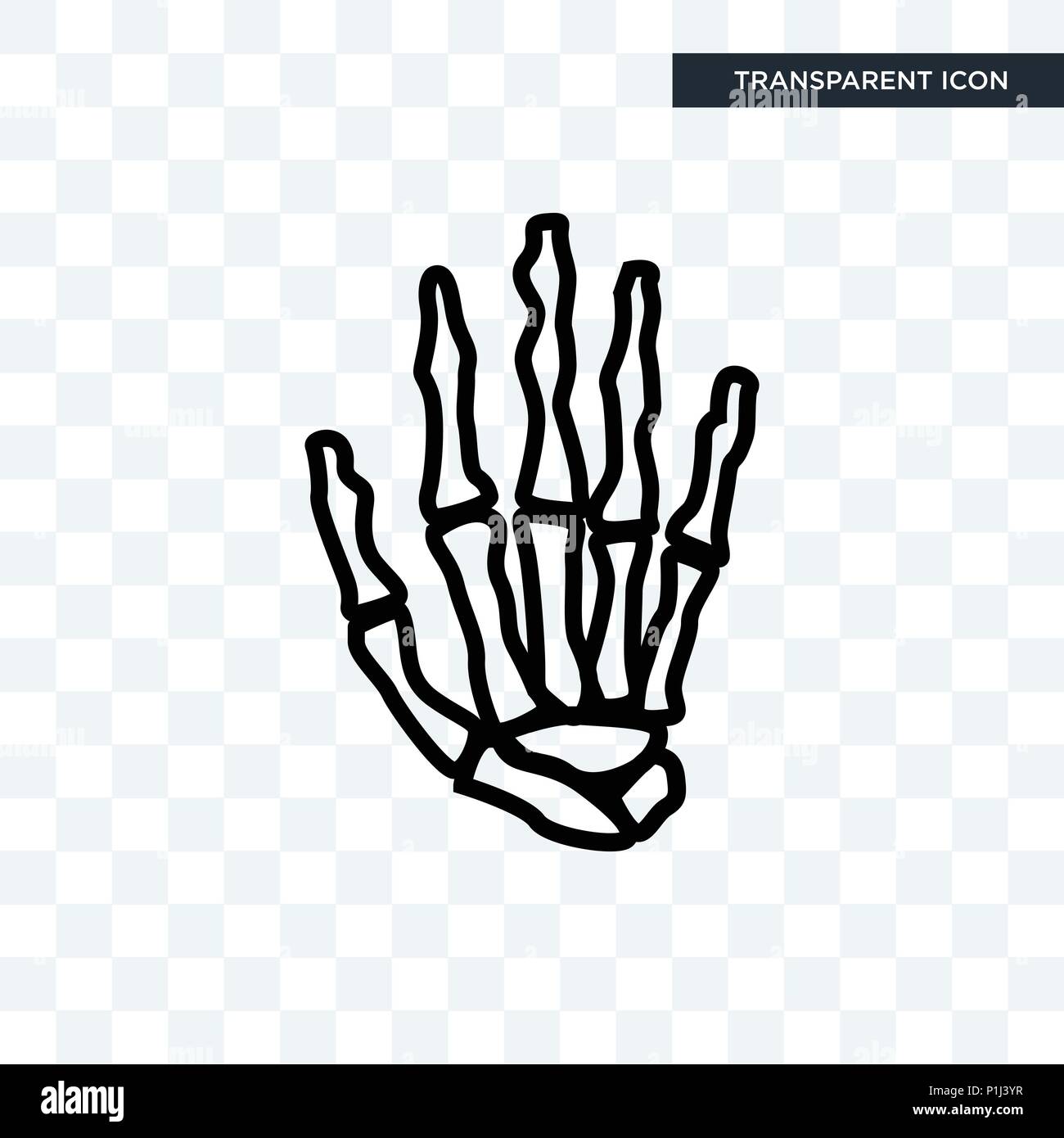 Hand Bones vector icon isolated on transparent background, Hand Bones ...