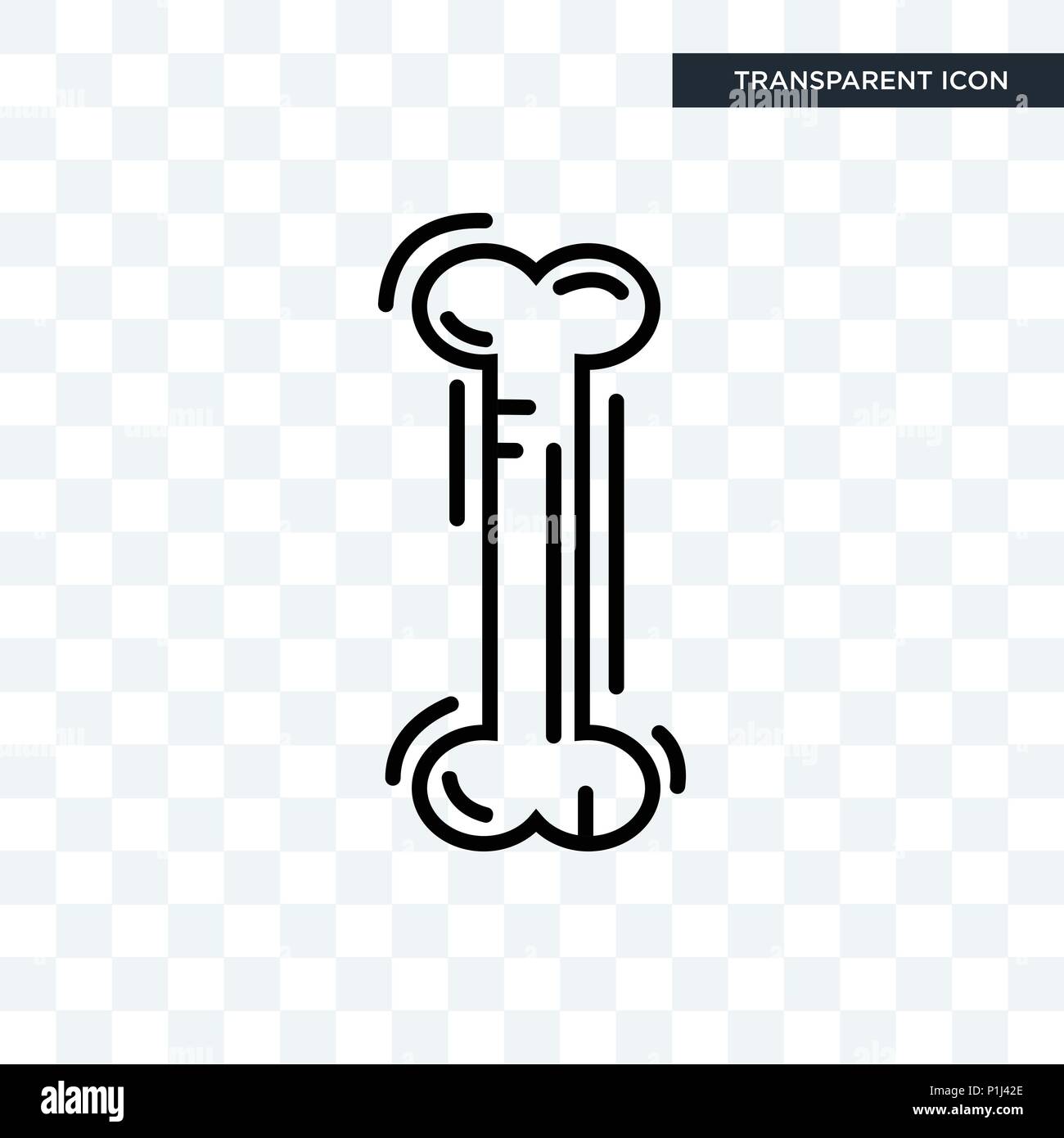 Human Bone vector icon isolated on transparent background, Human Bone ...