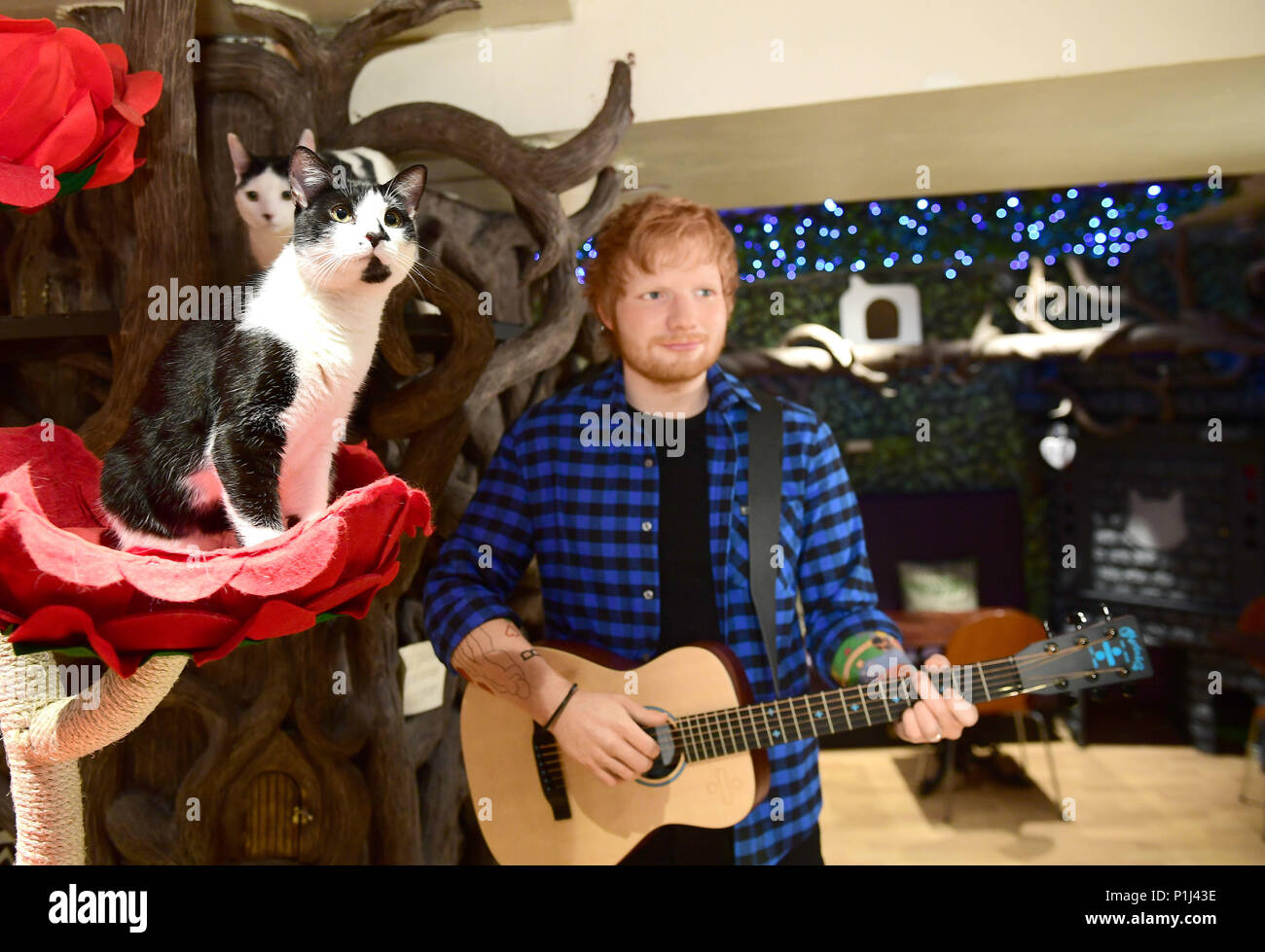 The new Madame Tussauds figure of Ed Sheeran is unveiled at Lady Dinah ...