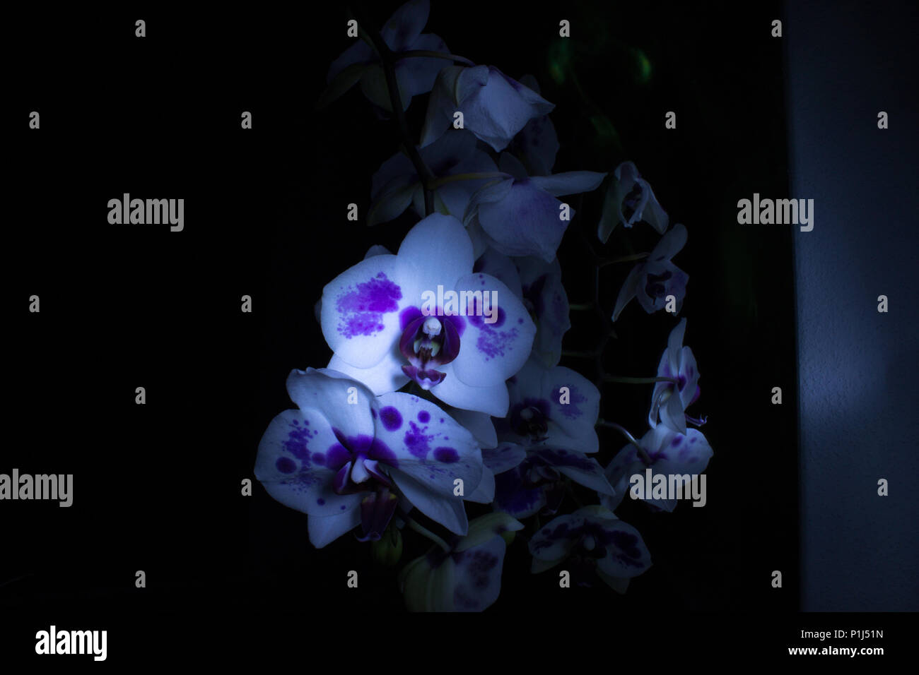 Dark mirror hi-res stock photography and images - Alamy