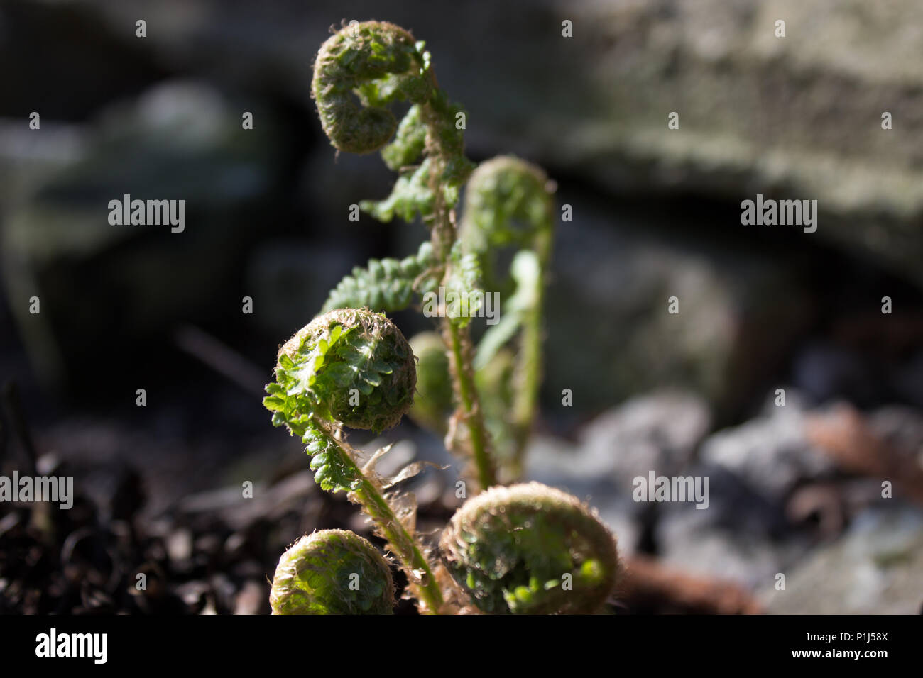 Spring young fern green nature fresh botany outdoor Stock Photo - Alamy