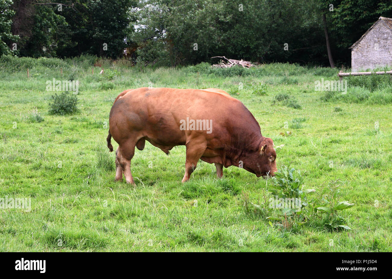 Pedigree prize bull hi-res stock photography and images - Alamy