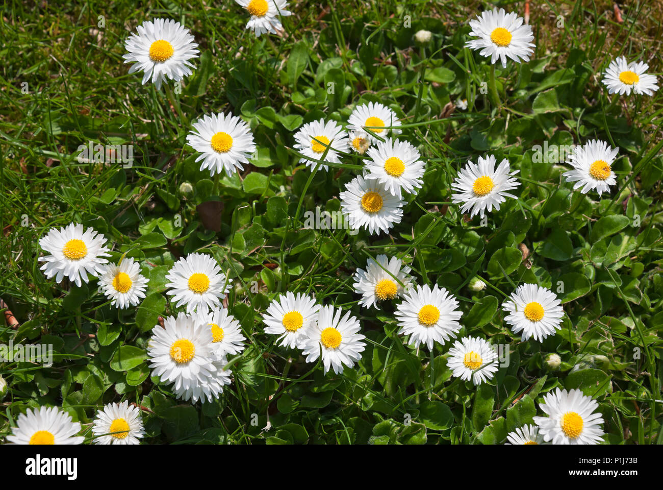 Common daisies flower hi-res stock photography and images - Alamy
