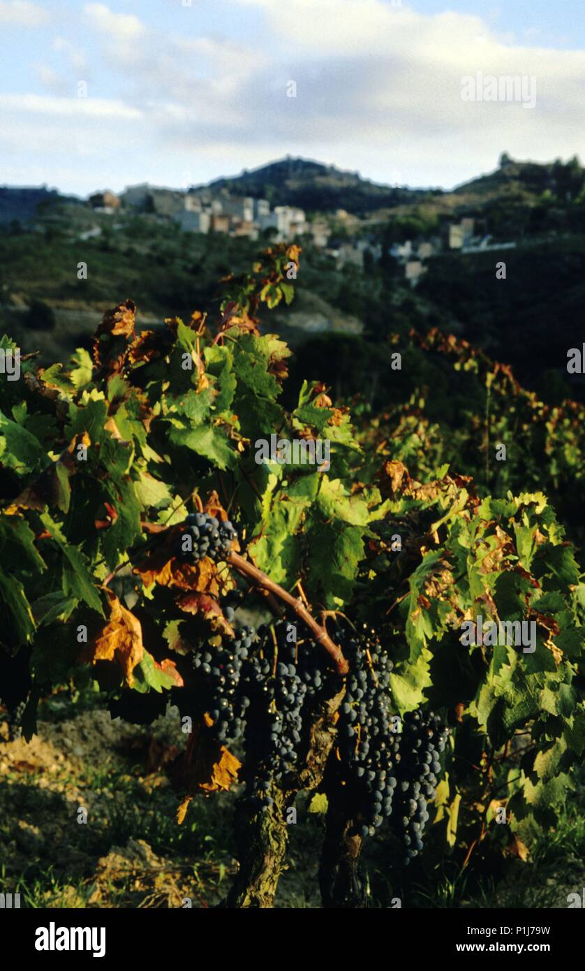 Priorat viñedo hi-res stock photography and images - Alamy