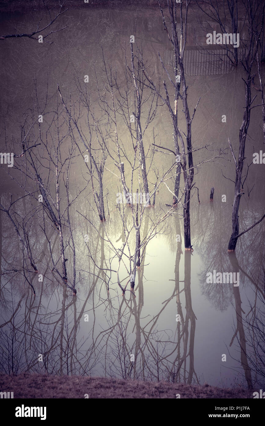 Dead trees in waste lake polluted with copper and gold mining residuals ...