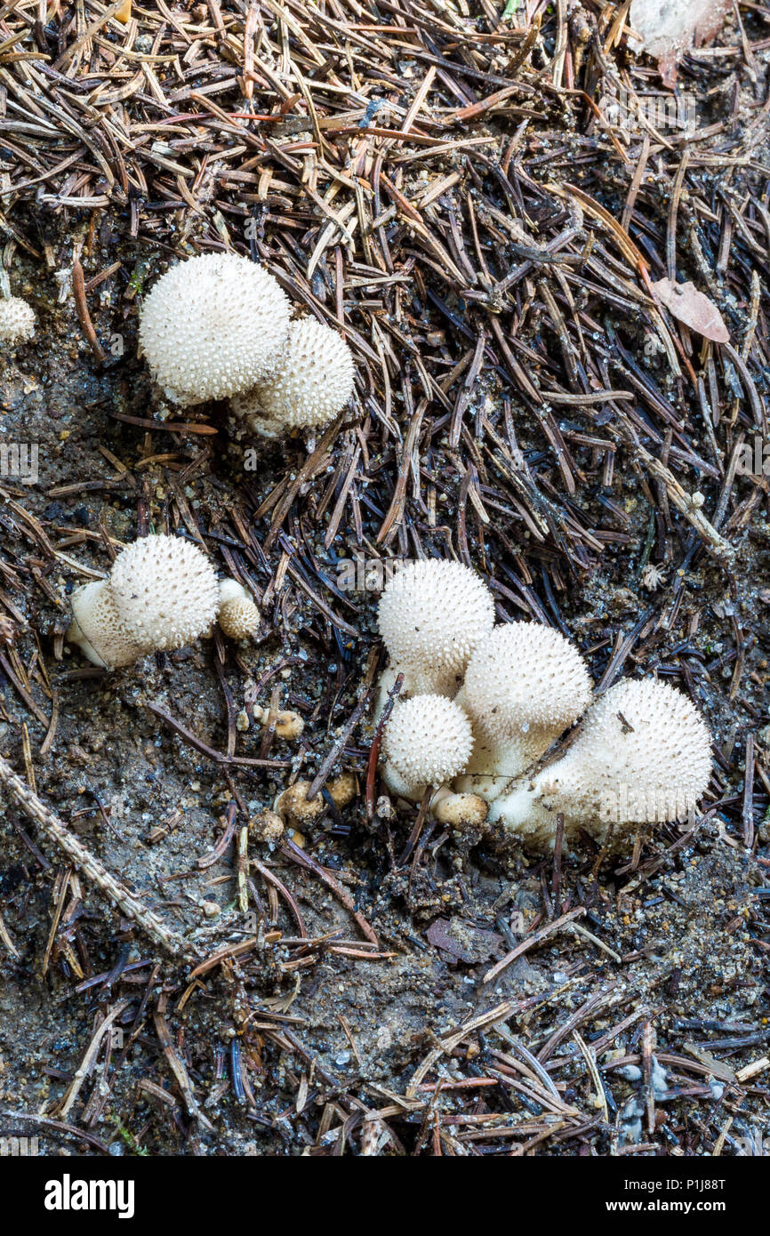 Puffball mushrooms in the woods in the autumn among dry twigs ...
