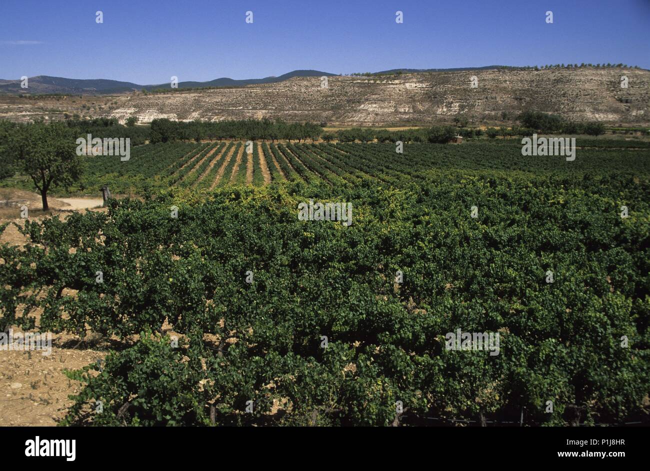 Calatayud wine hi-res stock photography and images - Alamy