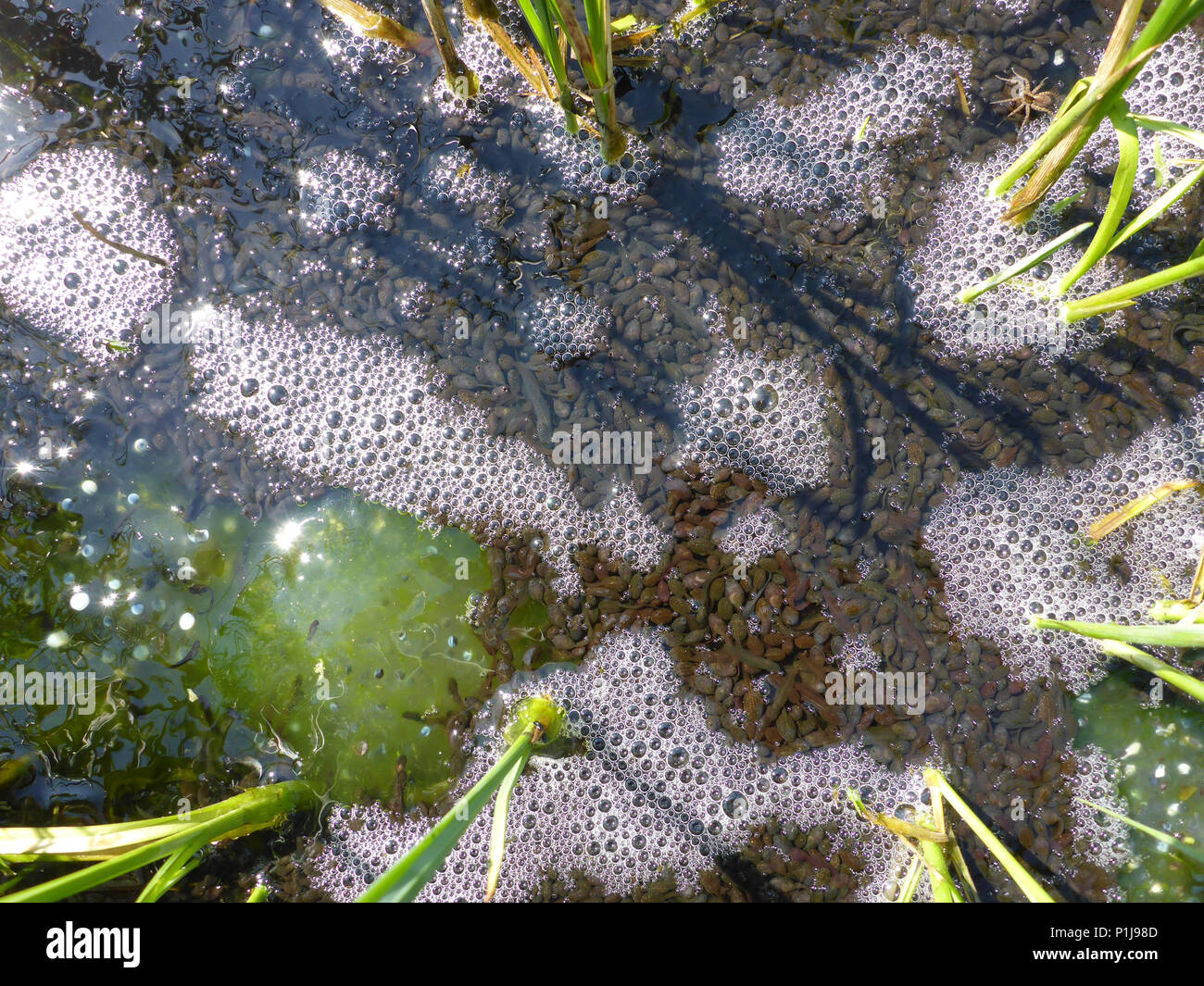tadpoles and frog spawn from european common frog Stock Photo - Alamy