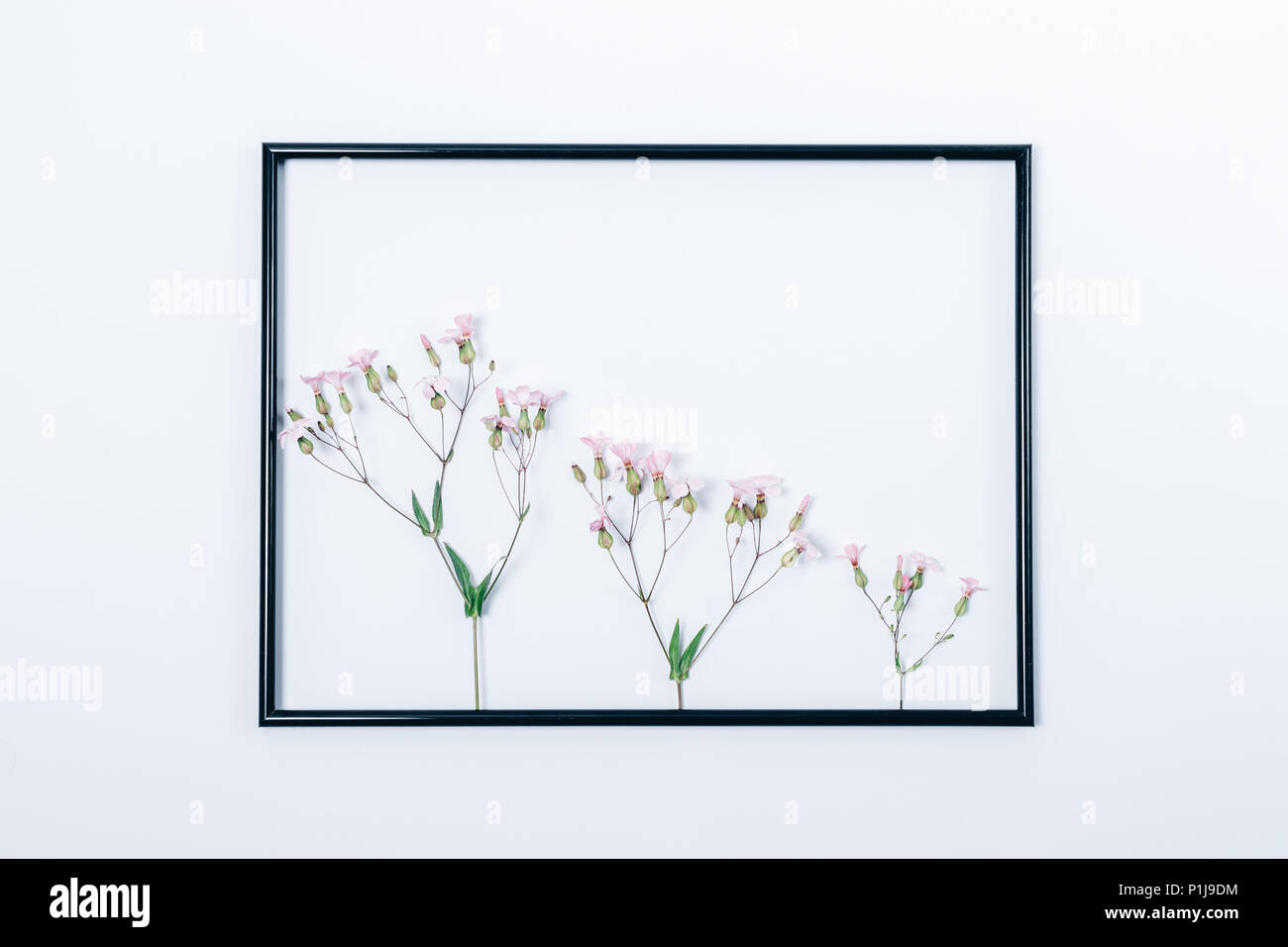 Flower sprigs of different size in black frame, flat layout. Top view ...