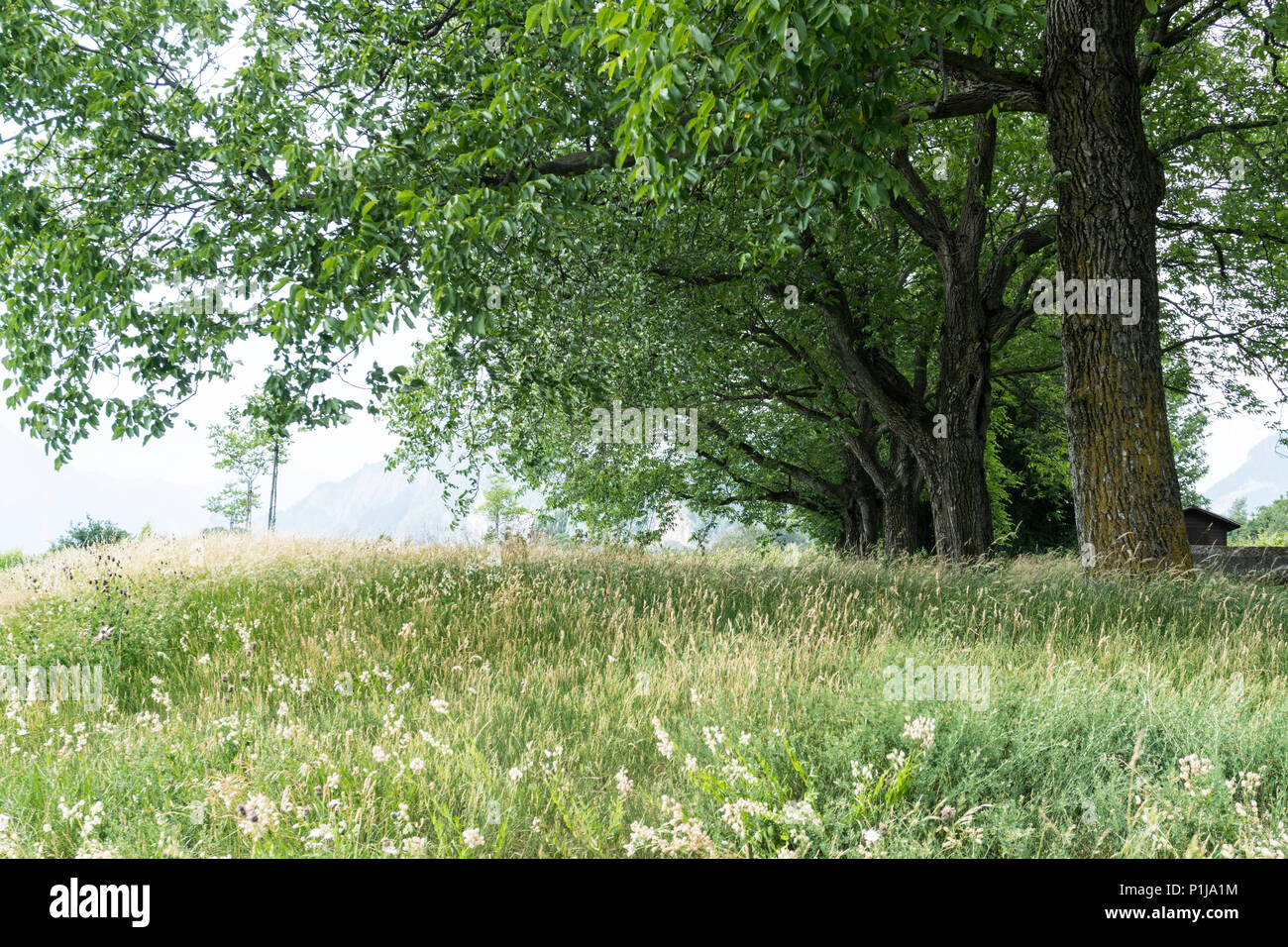 summertime meadow and row of old oak trees Stock Photo - Alamy