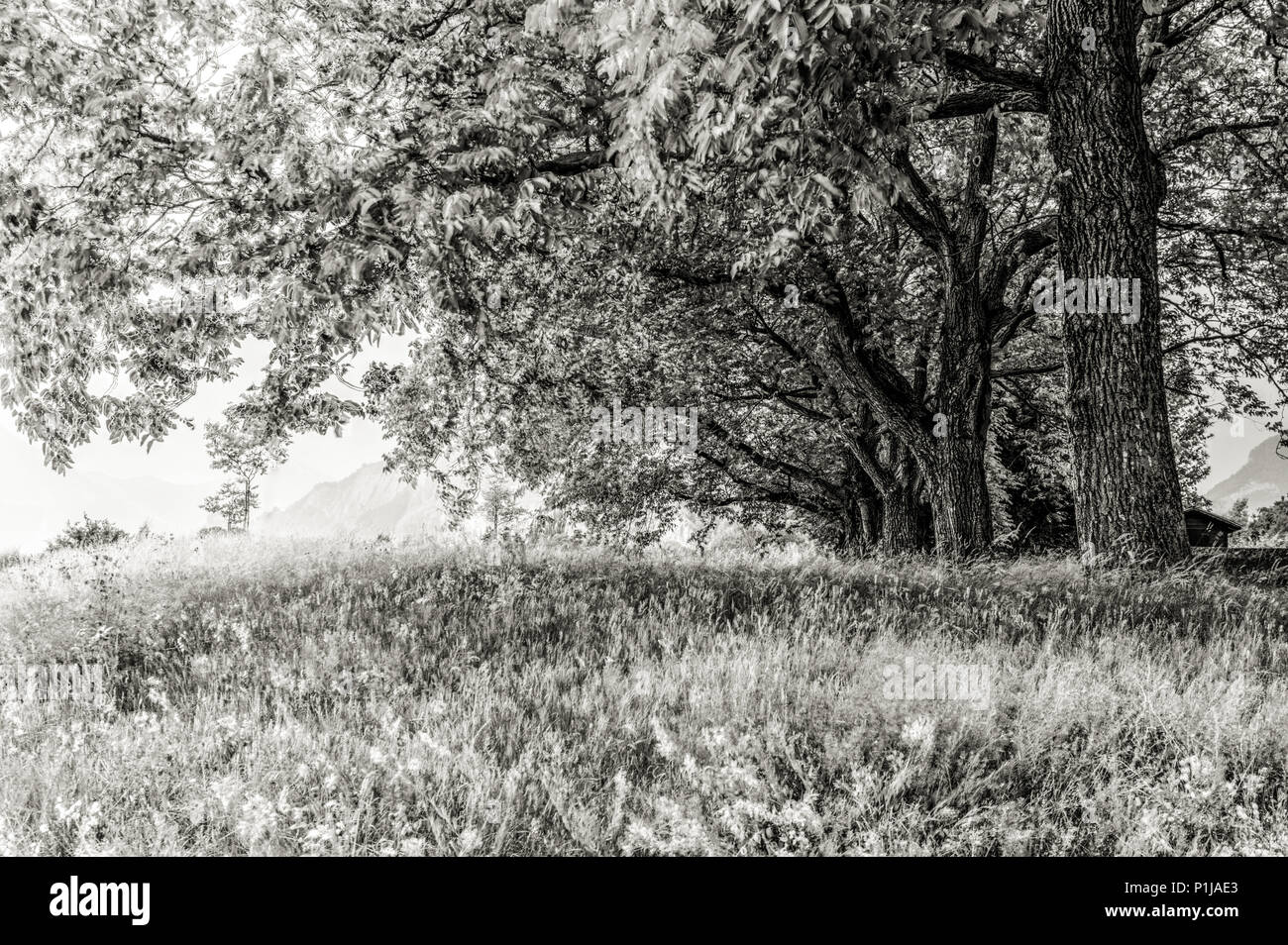 summertime meadow and row of old oak trees Stock Photo - Alamy