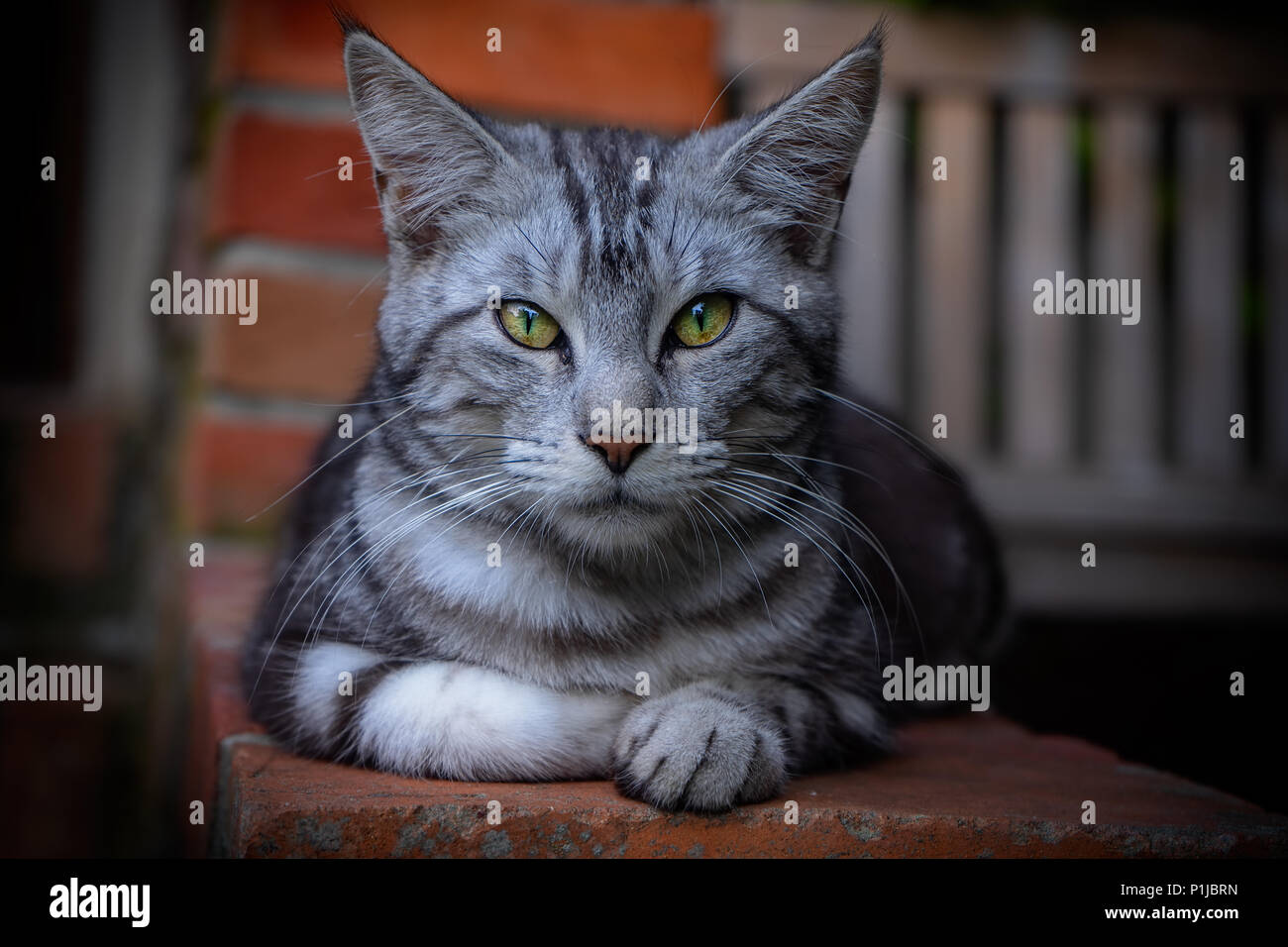 maine coone cat Stock Photo - Alamy