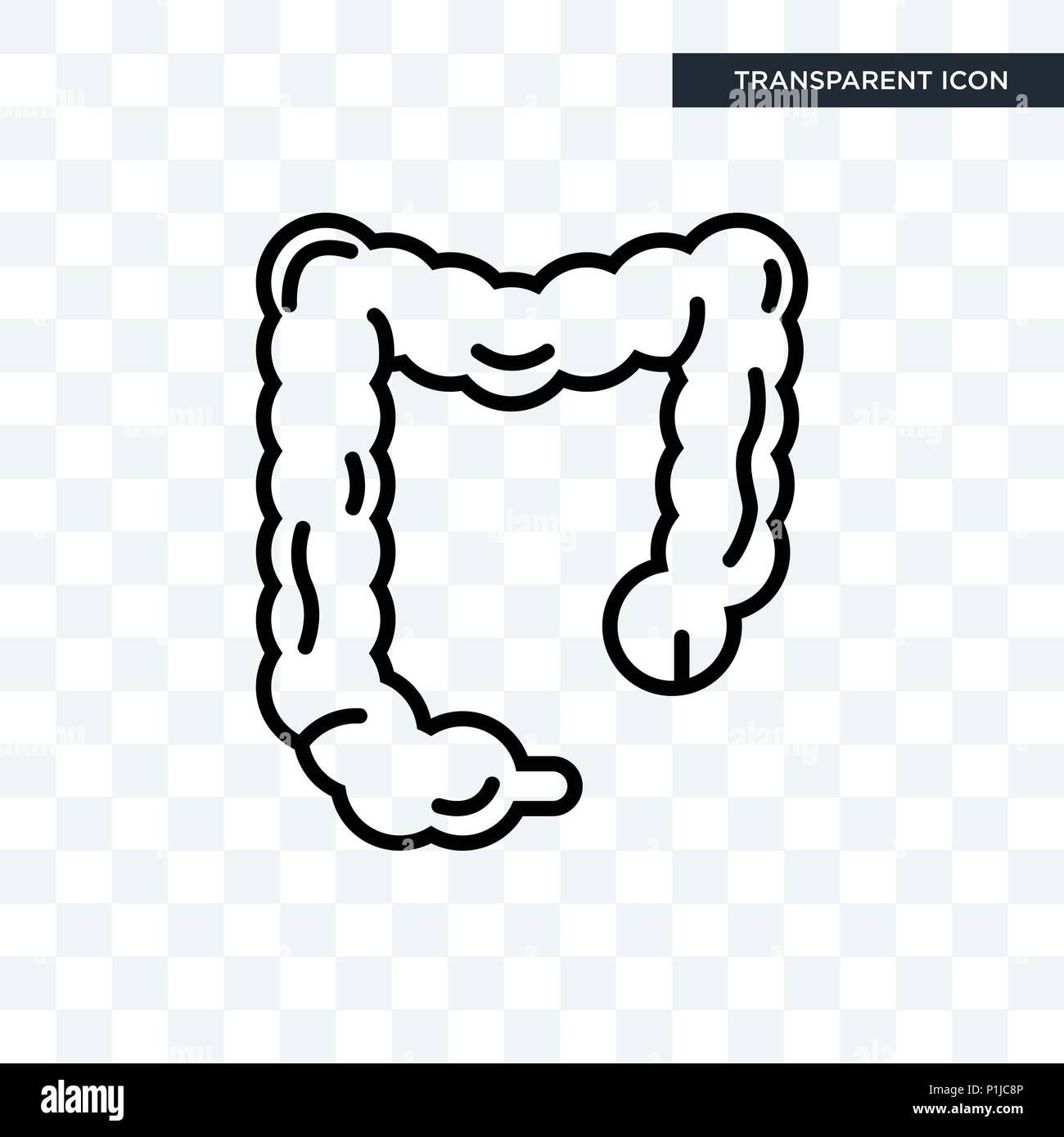 Large Intestine vector icon isolated on transparent background, Large ...