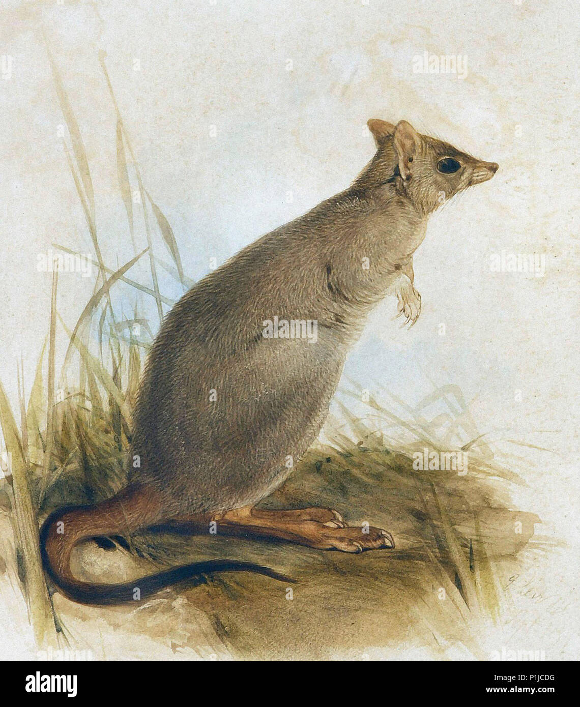 Lear Edward - a Marsupial Mouse Stock Photo - Alamy