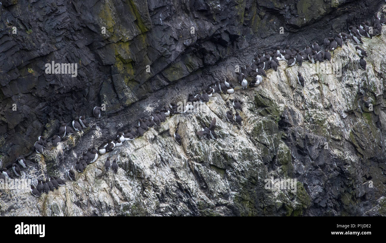 Cliff nesting birds hi-res stock photography and images - Alamy