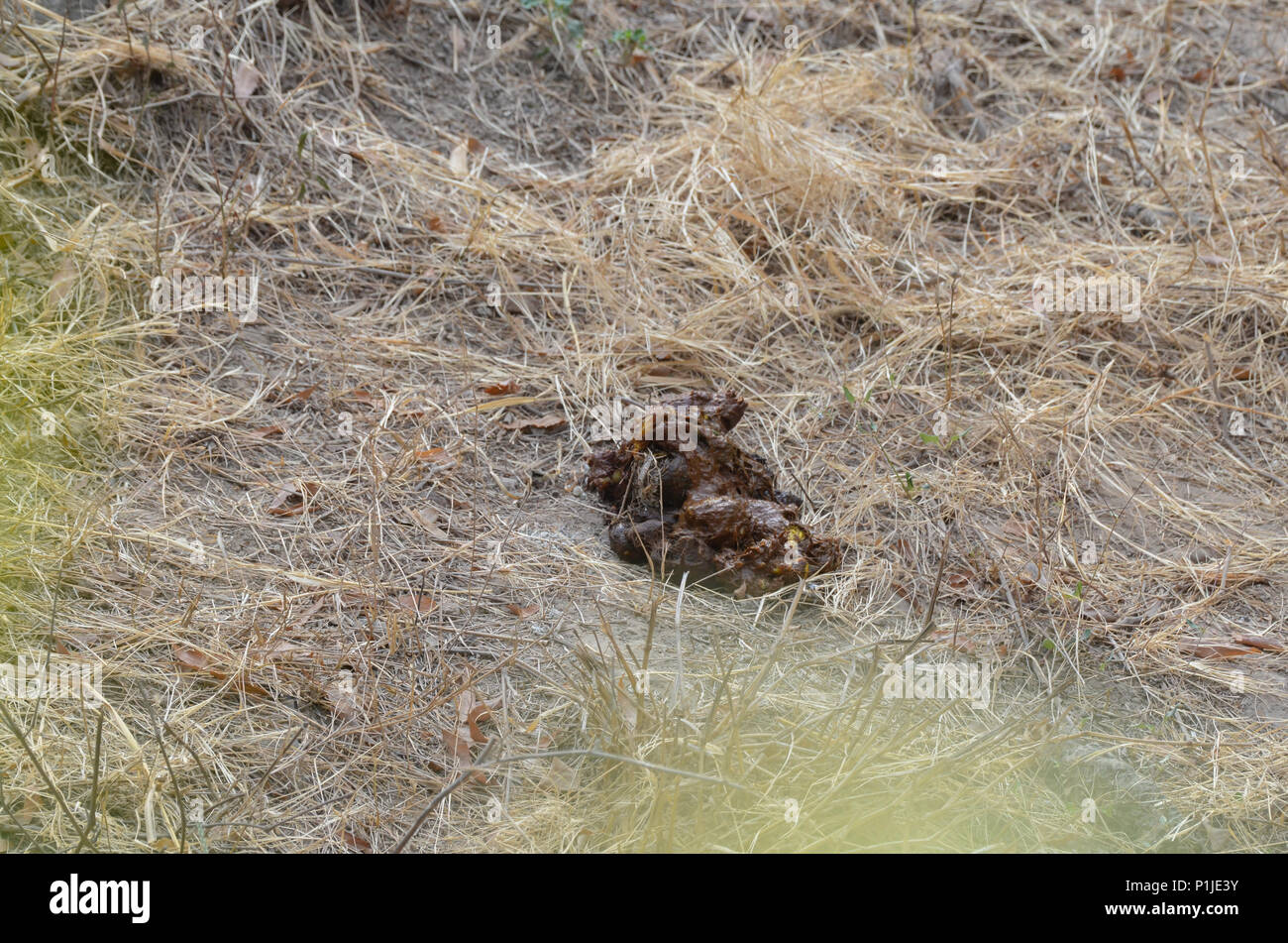 Royal Bengal Tiger, New Delhi, India- April 5, 2018: A Royal Bengal ...