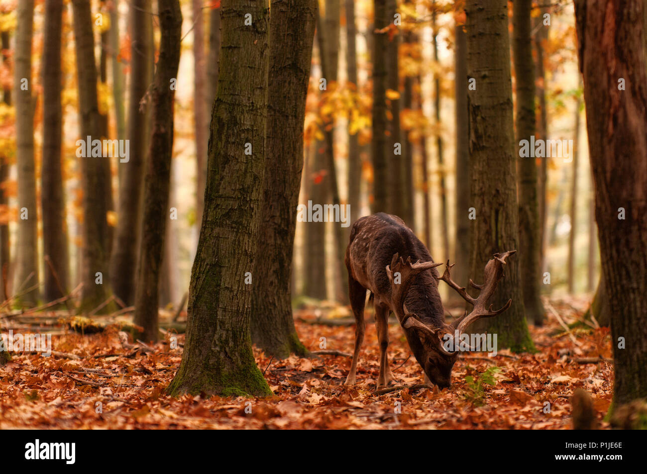 Deer in an autumn forest hi-res stock photography and images - Alamy