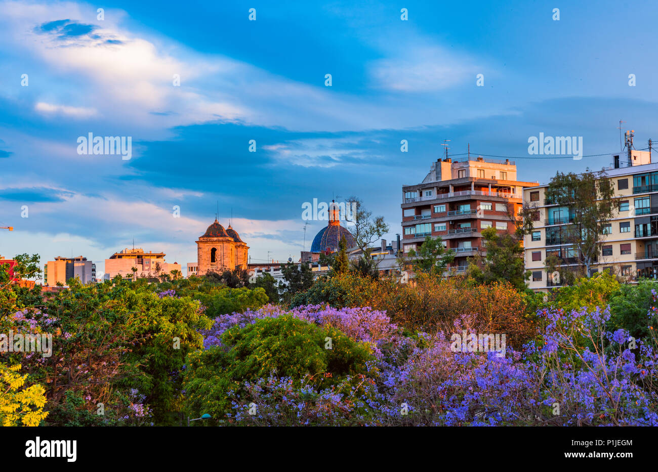 Flowering trees in the park of Turia in the pre-hours. Valencia, Spain ...