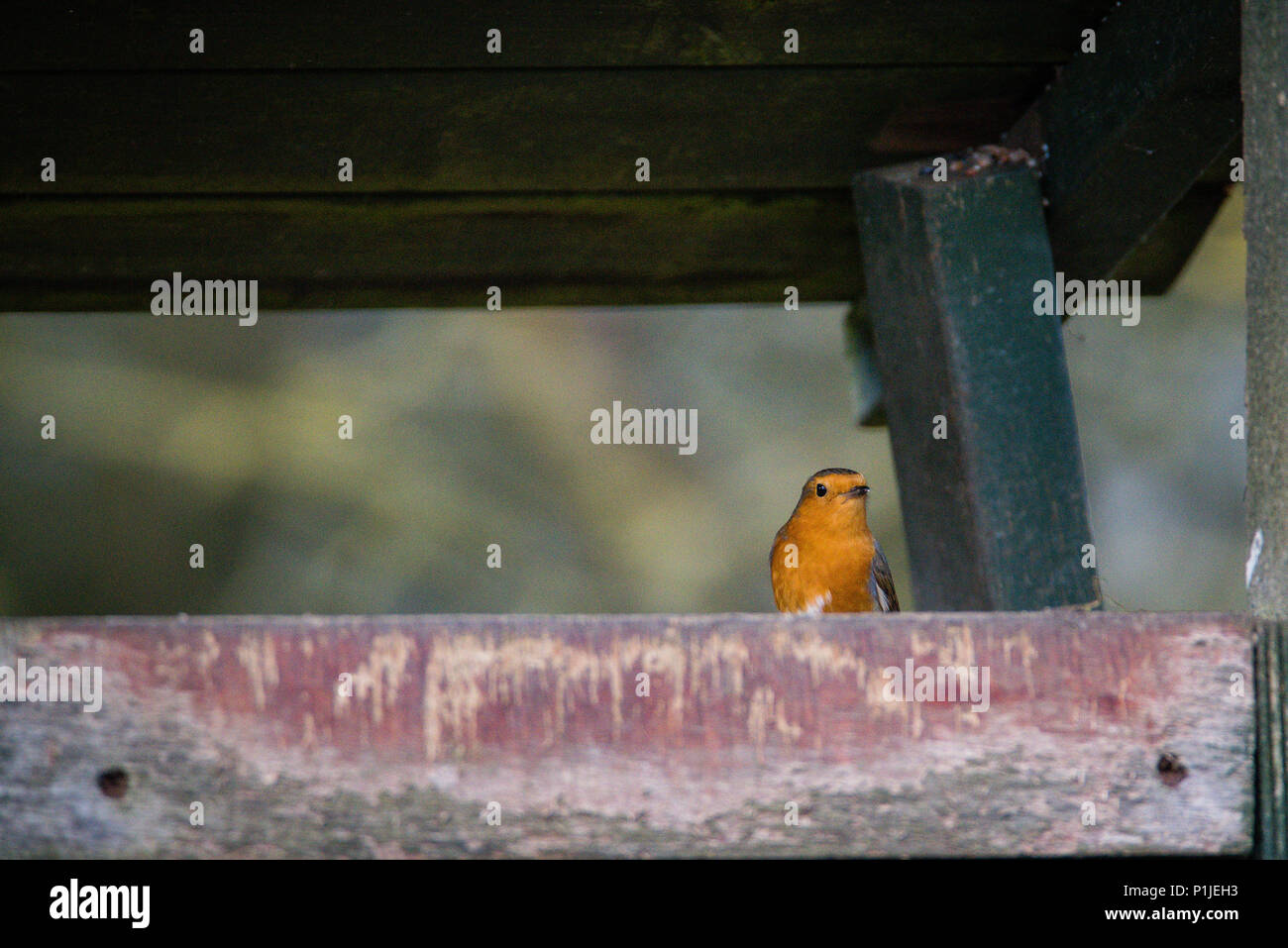 Stanwick Lakes Nature Reserve Northamptonshire Wildlife and Landscape ...