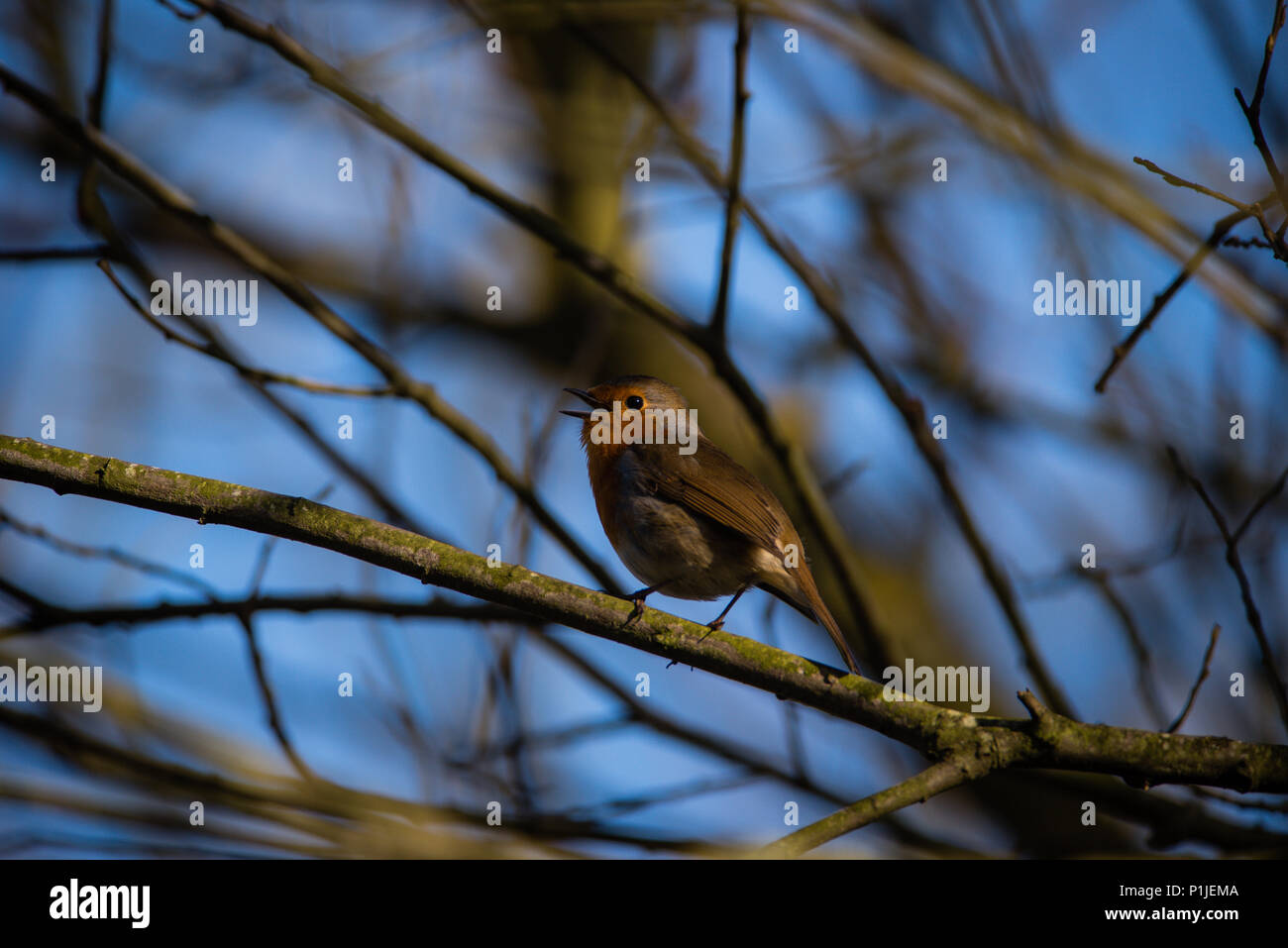 Stanwick Lakes Nature Reserve Northamptonshire Wildlife and Landscape ...