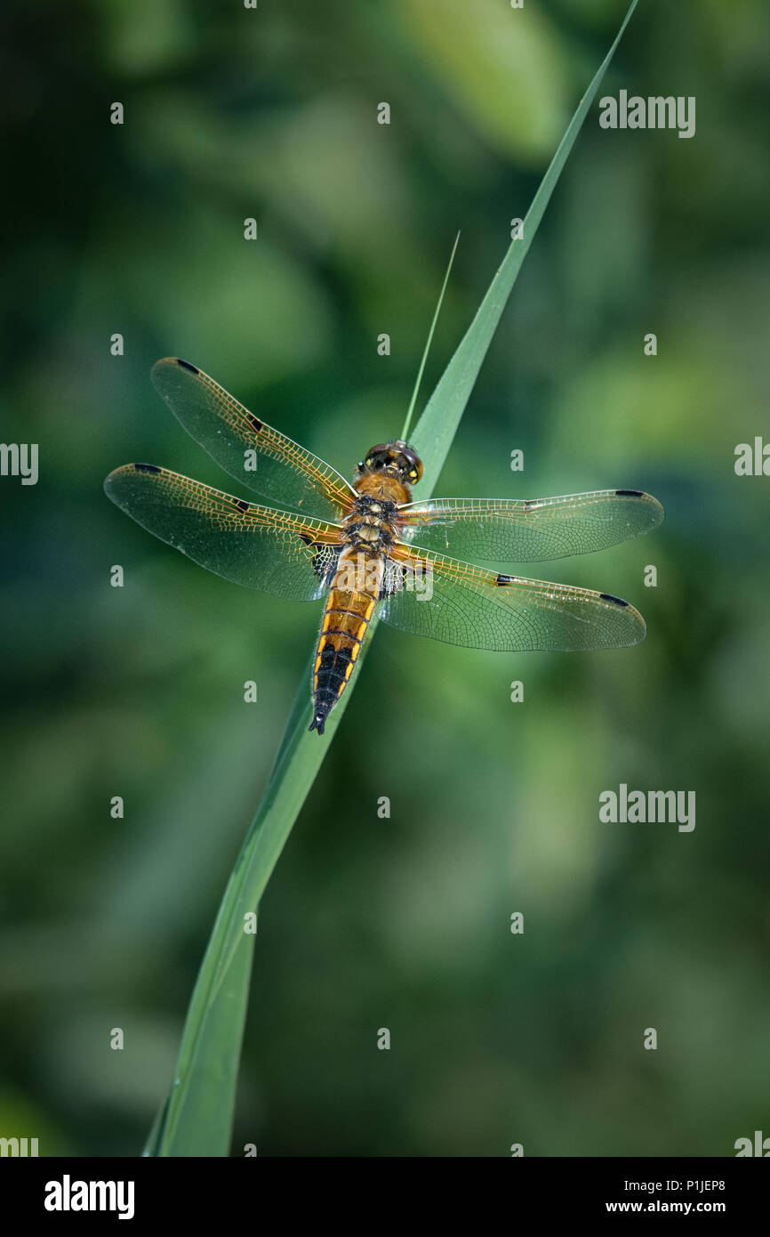 Four winged insect hi-res stock photography and images - Alamy