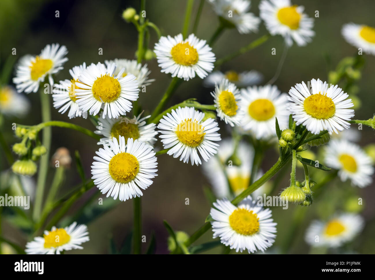 Chamomile small medicinal flowers in the daisy family on blured ...