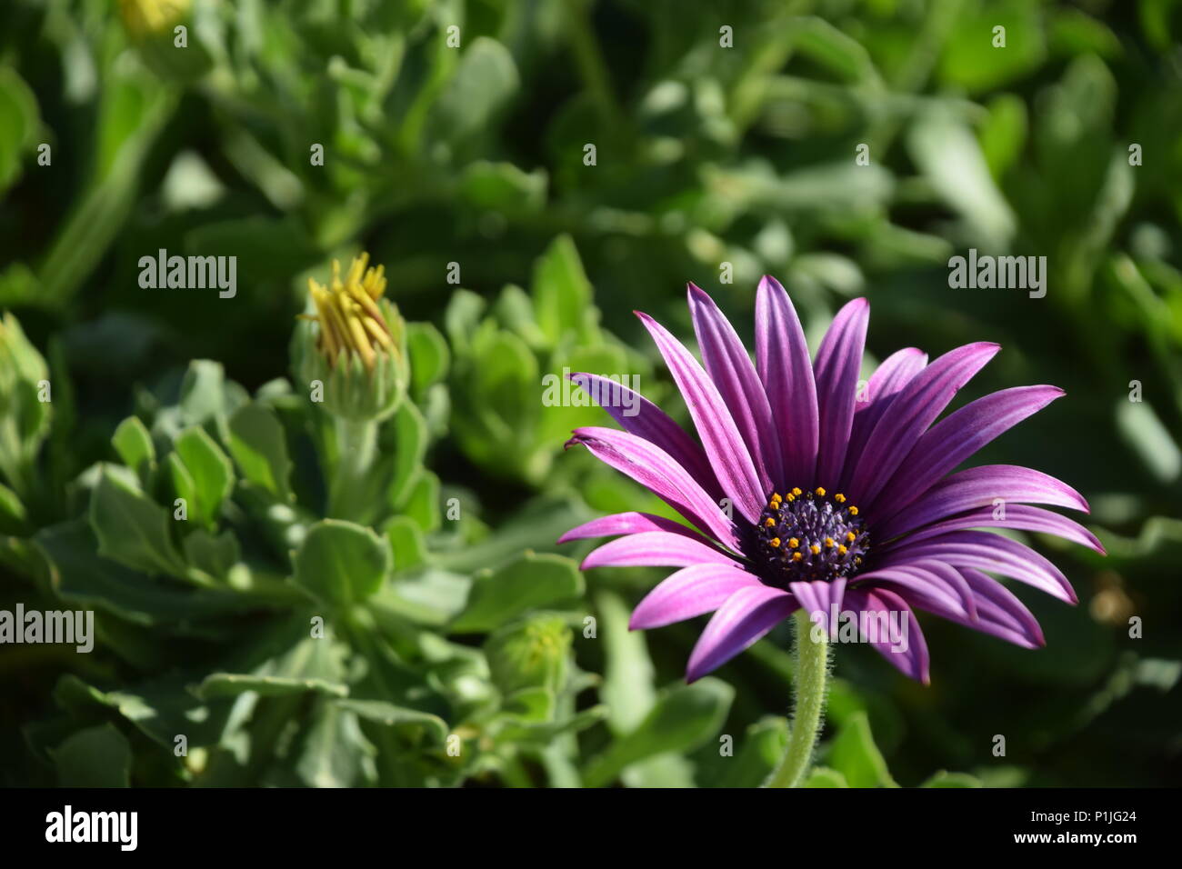 Plaza urbana hi-res stock photography and images - Alamy