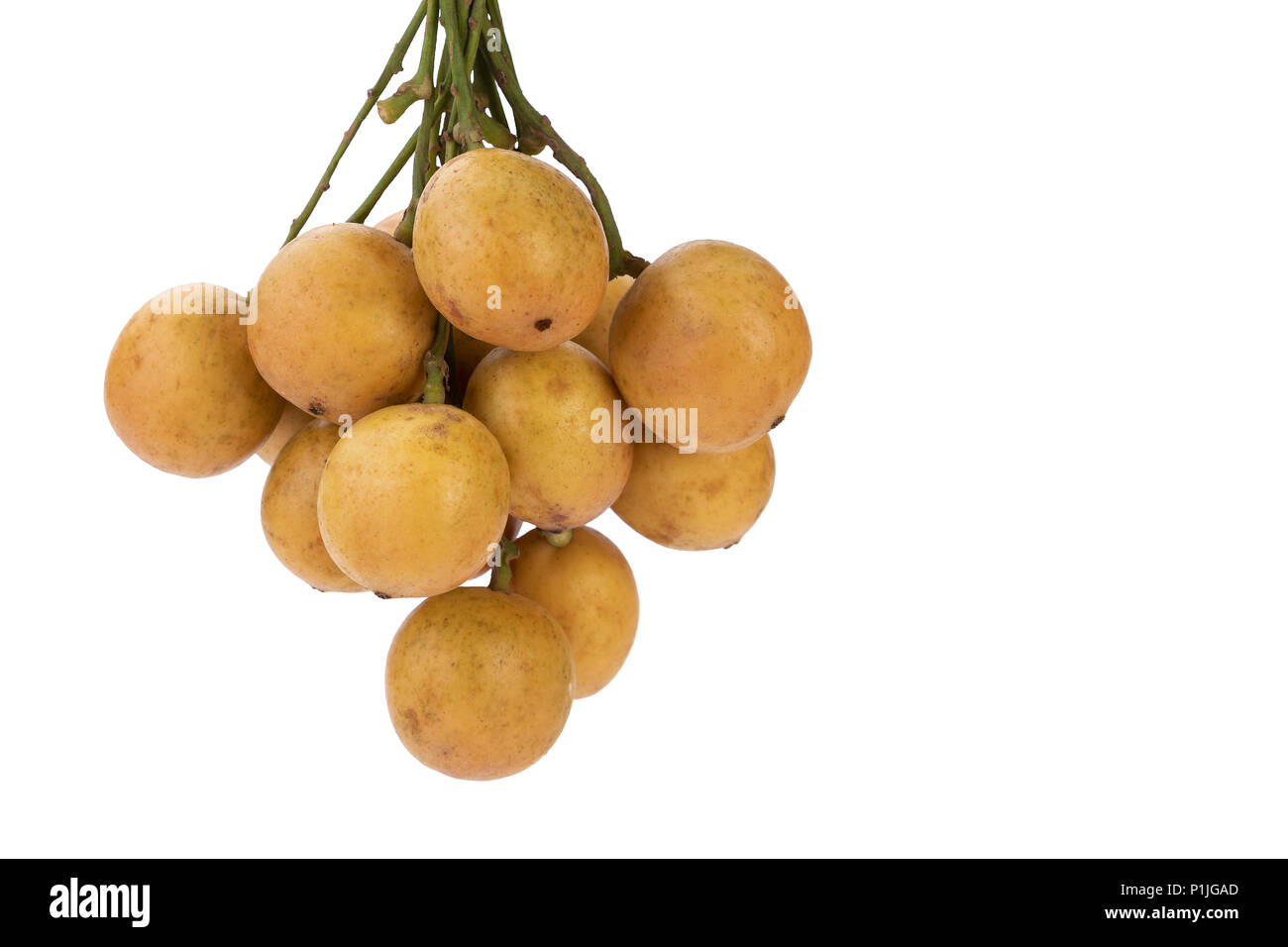 Burmese grape - Mafai in Thai, sweet and sour fruit (scientific name is ...