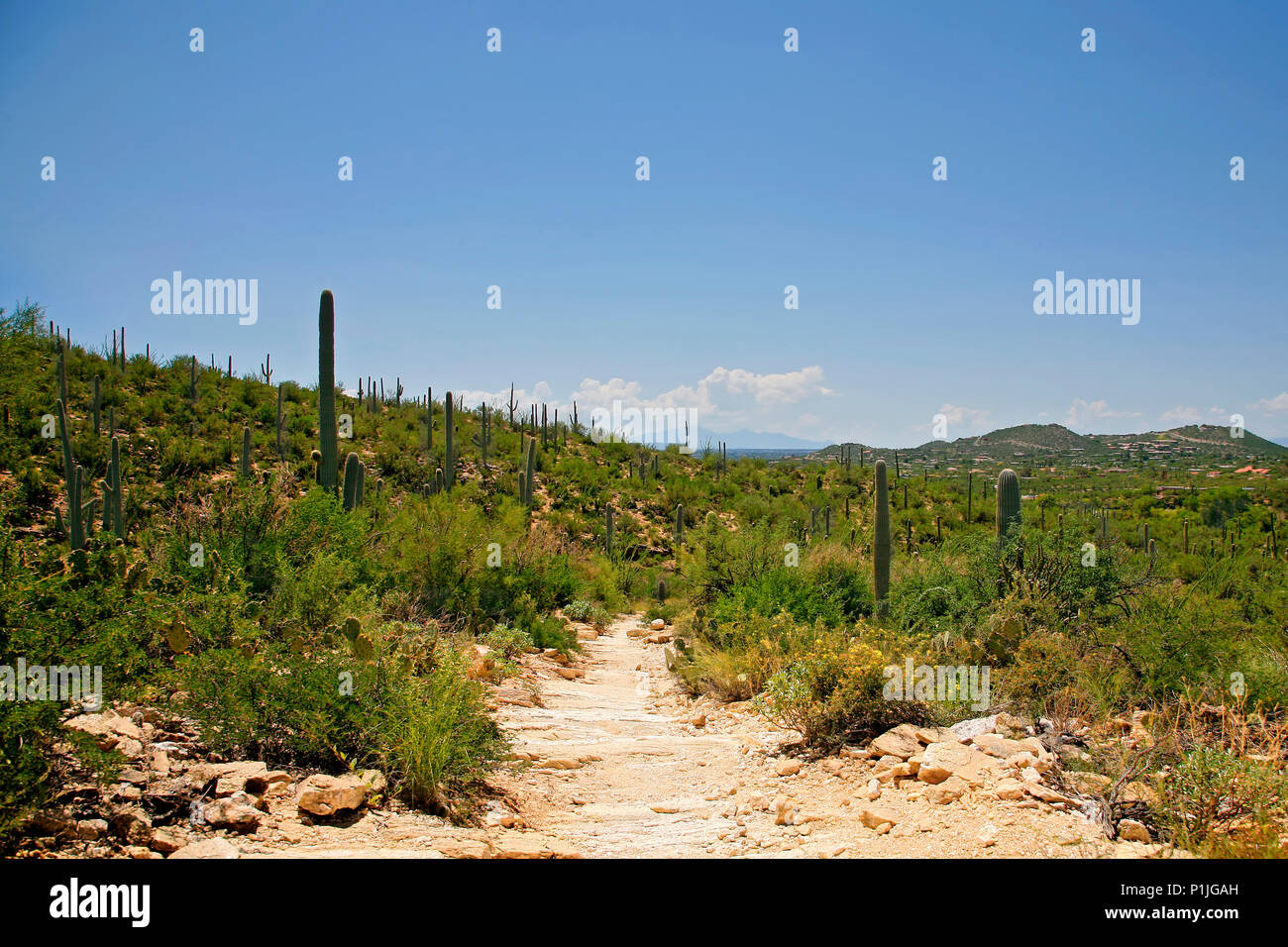 Giant Saguaro Cactus Landscape , Saguaro National Park, Sonoran Desert ...