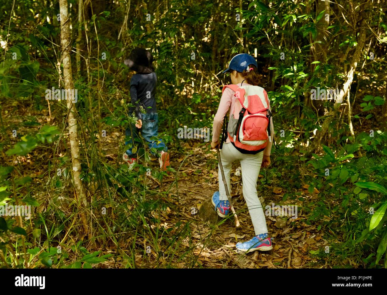 Children hiking through a rainforest, Paluma Range National Park ...