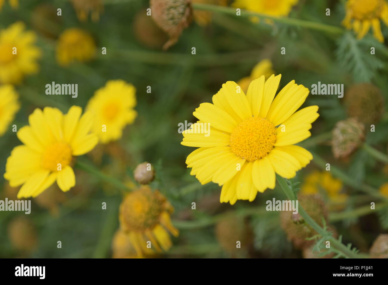 Templo de asia hi-res stock photography and images - Alamy