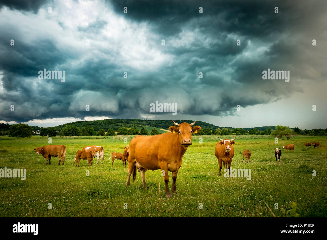Cows in front of a strong thunderstorm near Florstadt, Hessia, Germany ...