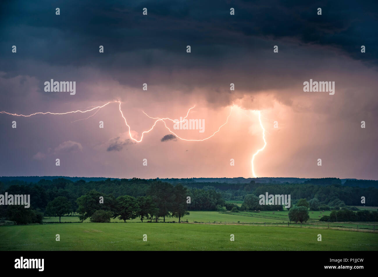 Blue hour forest hi-res stock photography and images - Alamy