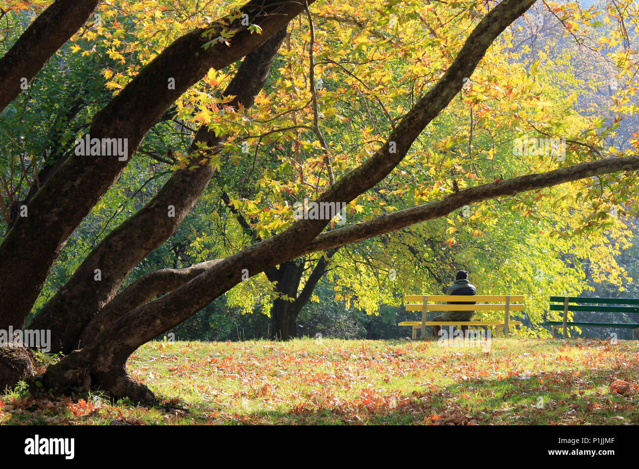 Back of man alone on park bench hi-res stock photography and images - Alamy