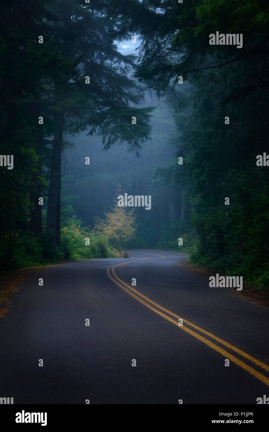 Fog and fall leaves during autumn highway coast oregon hi-res stock ...