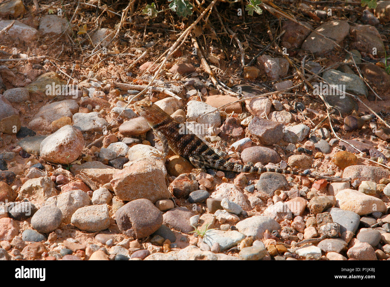 Lizard desert america hi-res stock photography and images - Alamy
