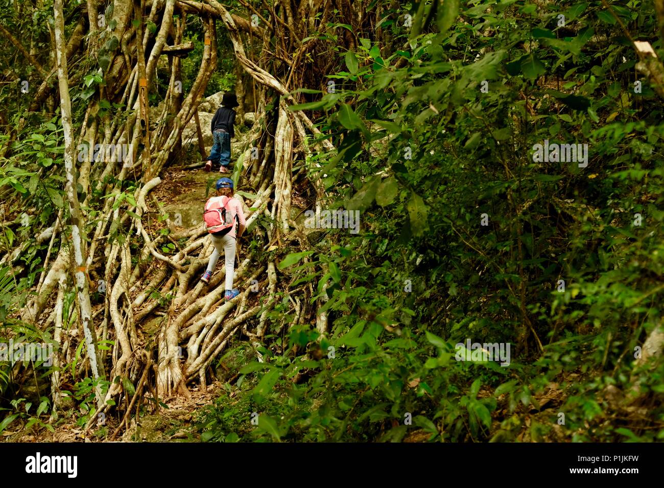 Young children walk through a rainforest, Paluma Range National Park ...
