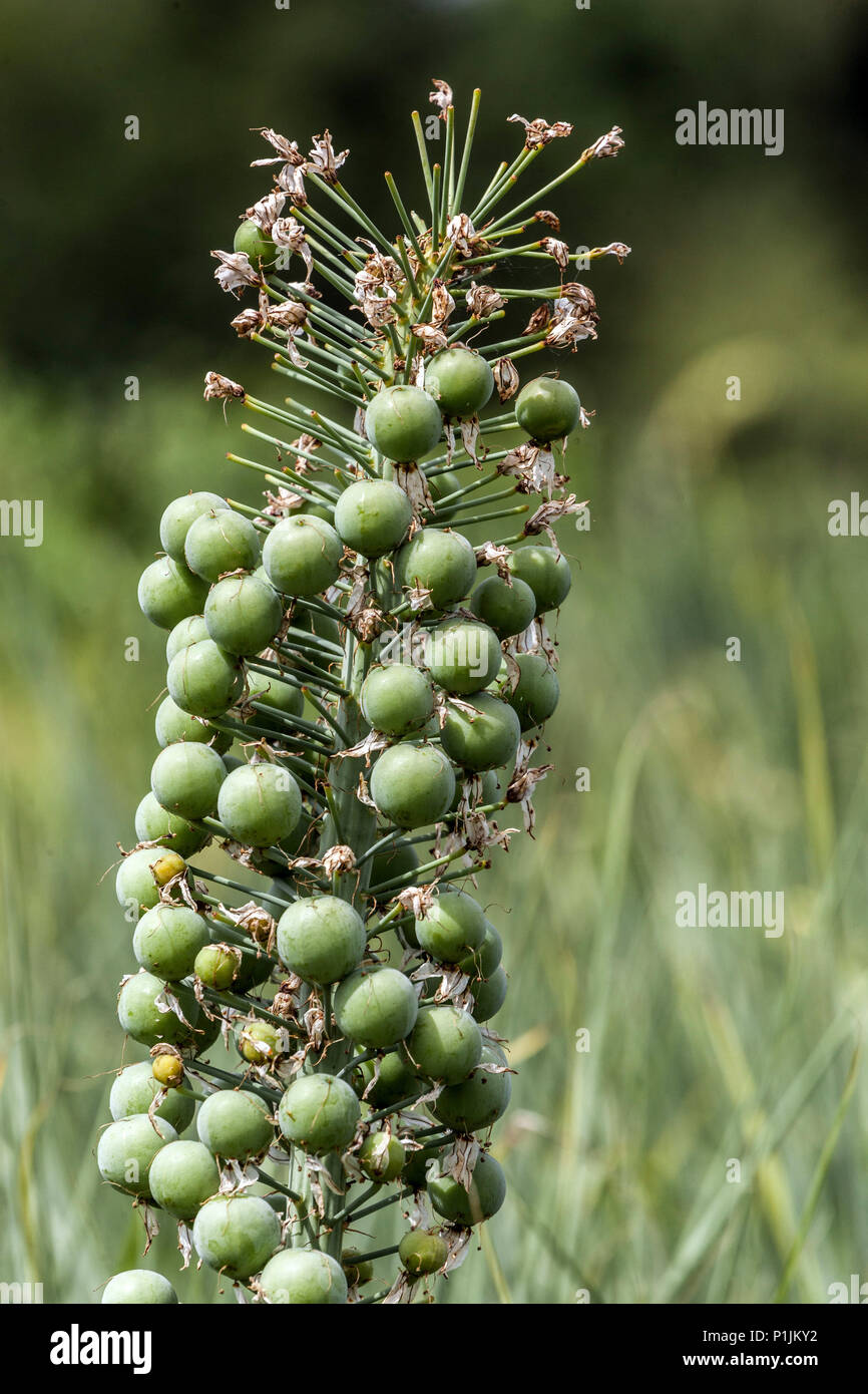 Ripening green seeds hi-res stock photography and images - Alamy